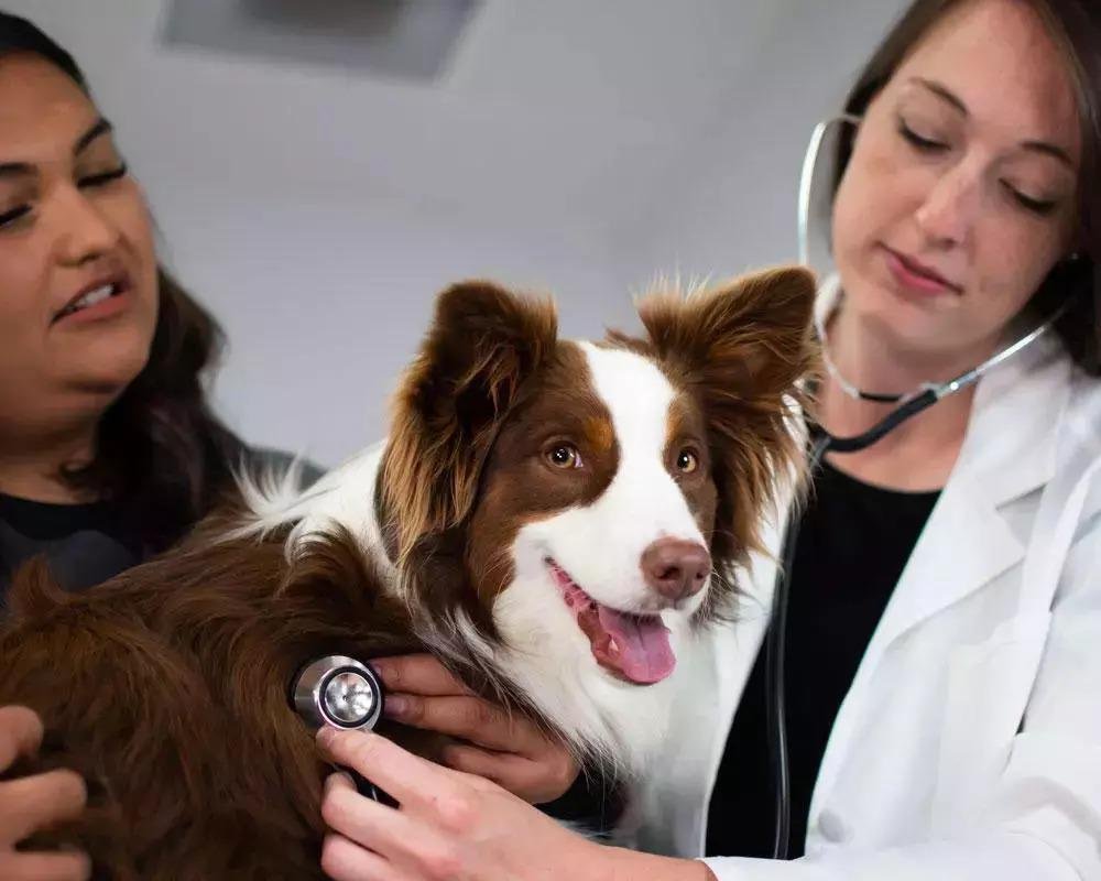 VPAC - Vets for Pets Animal Clinic Solaris Mont Kiara - klinikhaiwancare.my